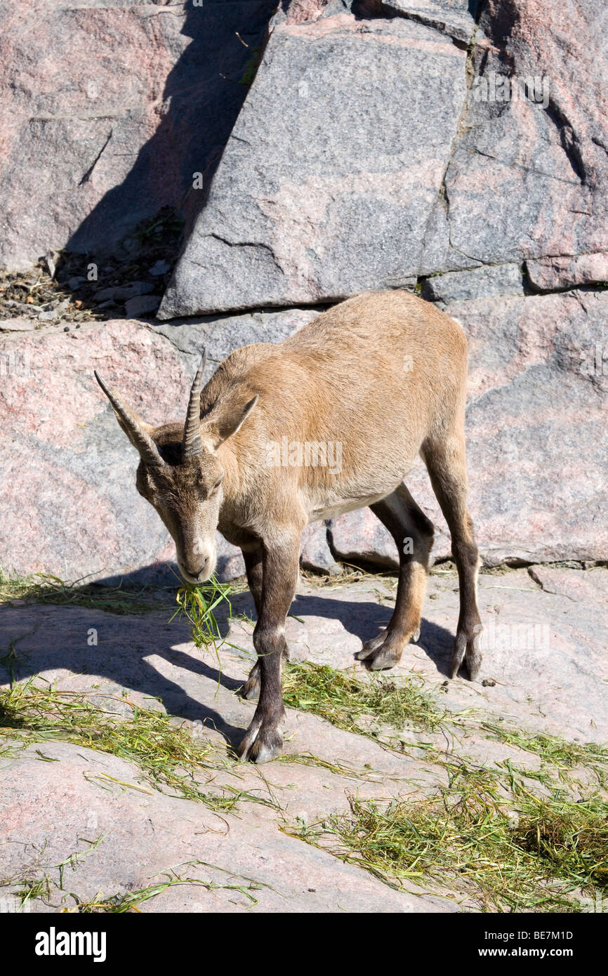 Alpine herbivores hi-res stock photography and images - Alamy