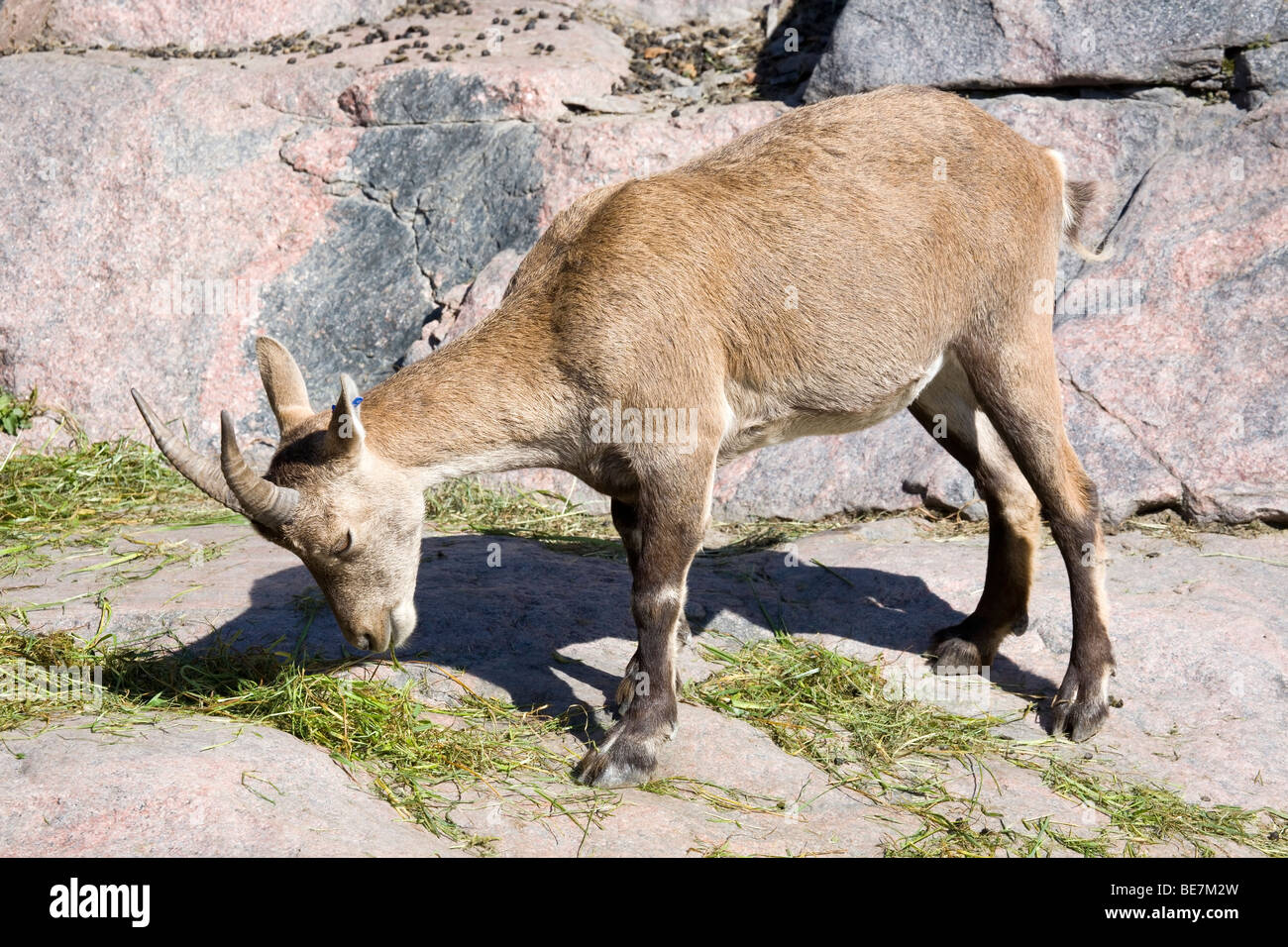 Alpine herbivores hi-res stock photography and images - Alamy
