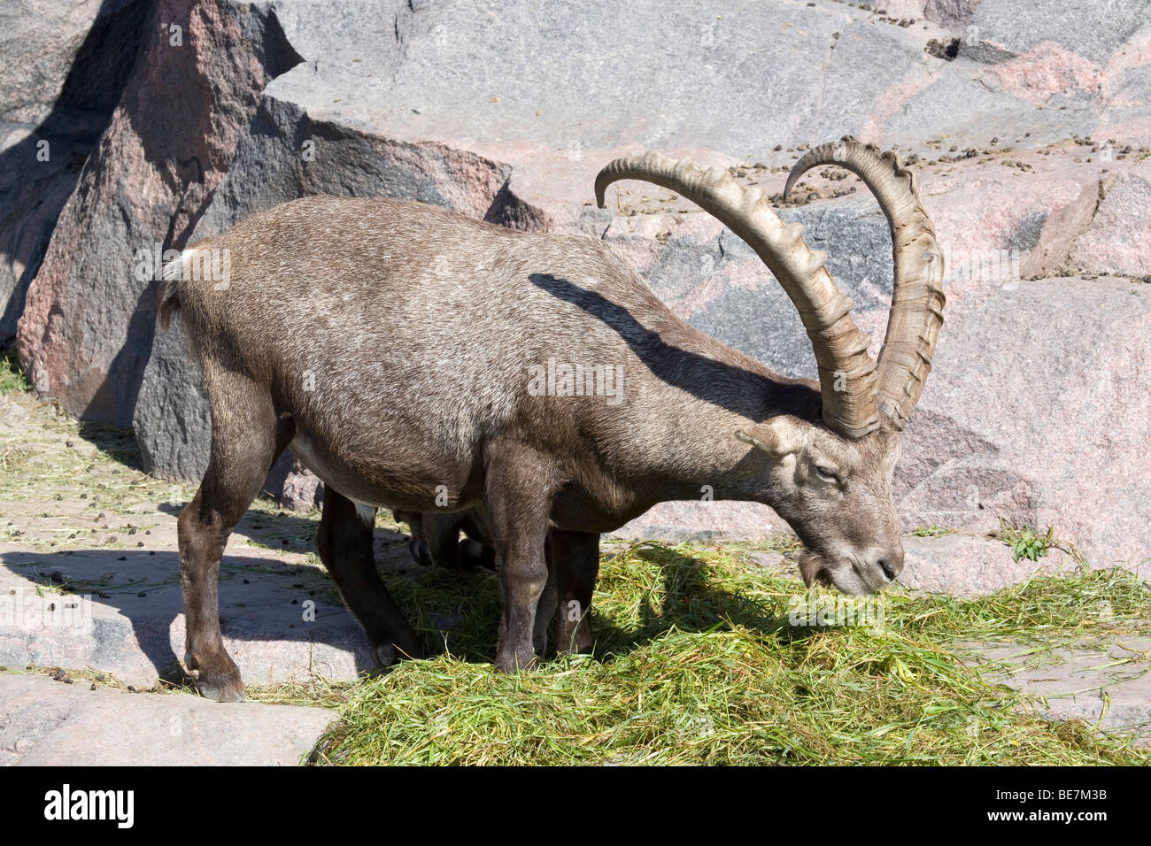 Ibex in zoo hi-res stock photography and images - Alamy
