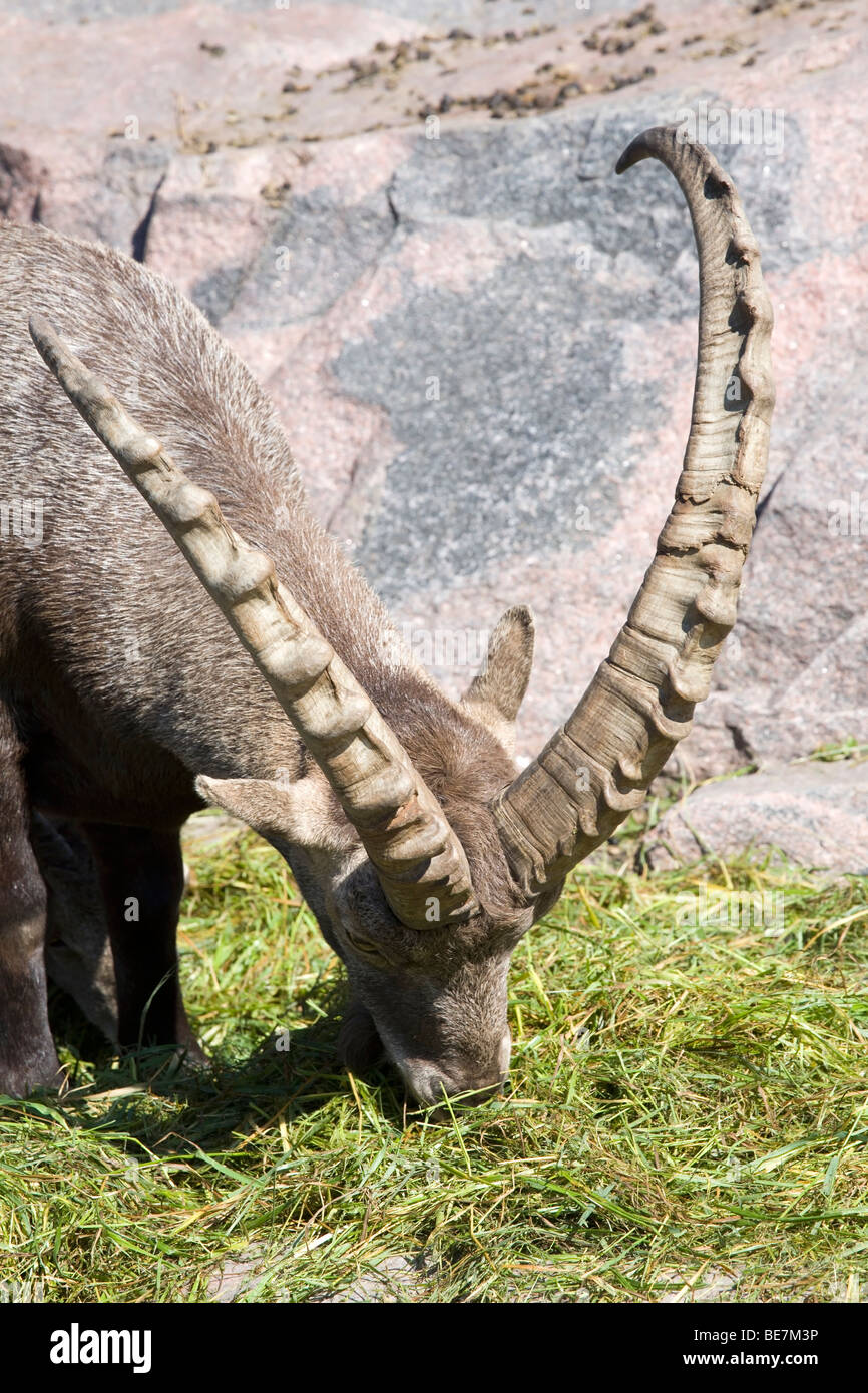 Alpine herbivores hi-res stock photography and images - Alamy