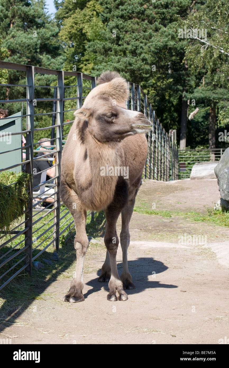 Bactrianus hi-res stock photography and images - Alamy