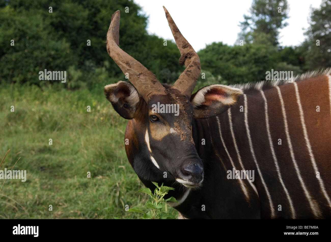 Male East African Bongo Antelope High Resolution Stock Photography and ...