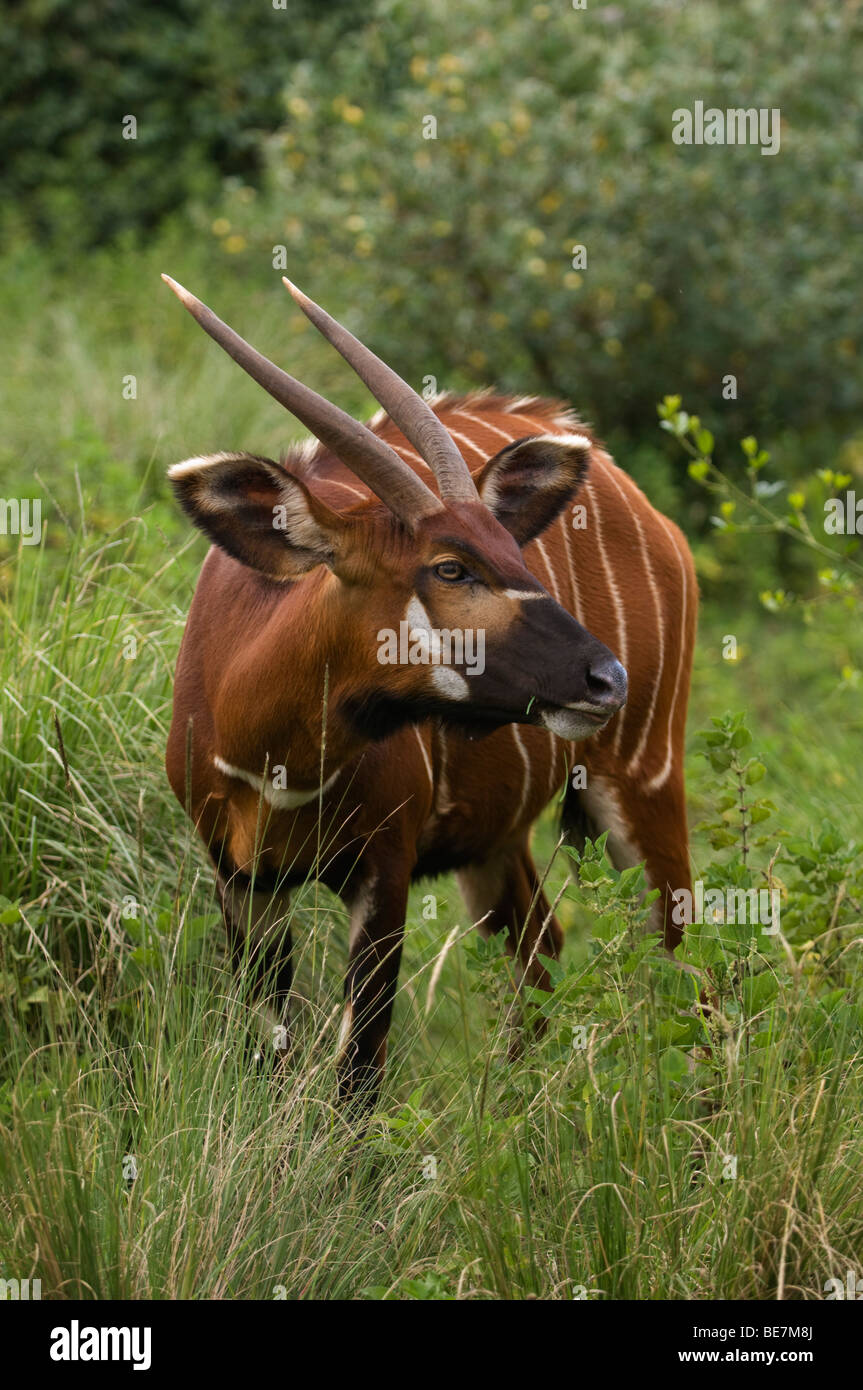 Male east african bongo antelope hi-res stock photography and images ...