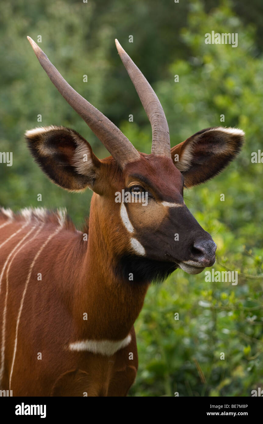 Tragelaphus euryceros hi-res stock photography and images - Alamy