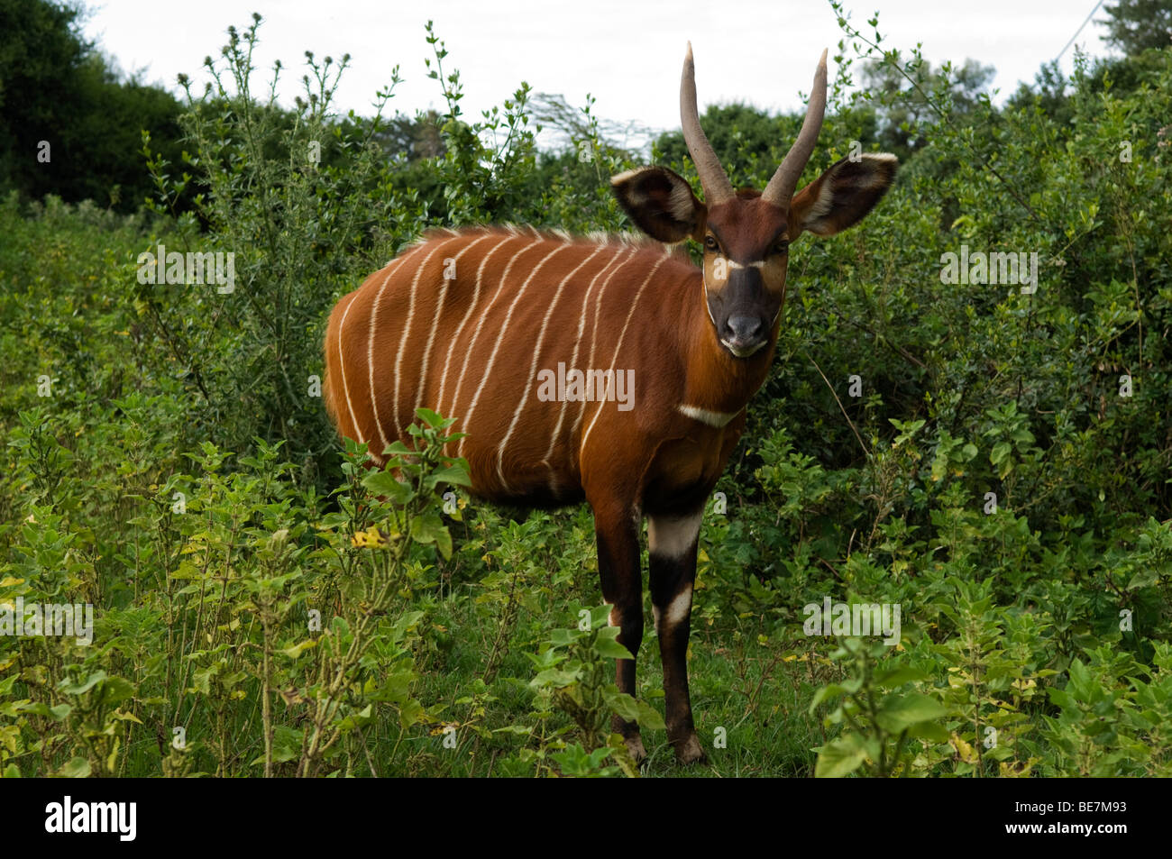 Bongo antelope kenya africa hi-res stock photography and images - Alamy