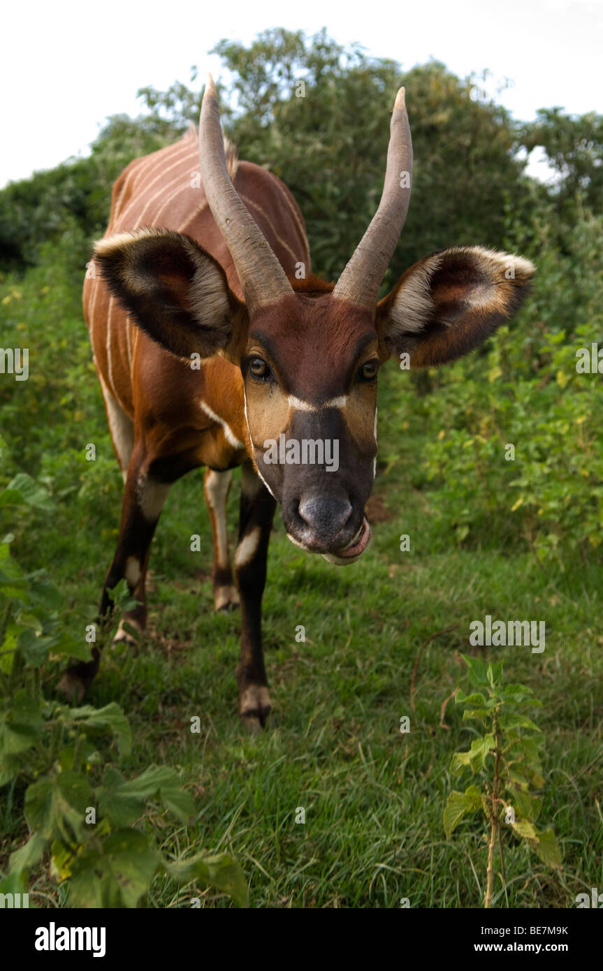 Male east african bongo antelope hi-res stock photography and images ...
