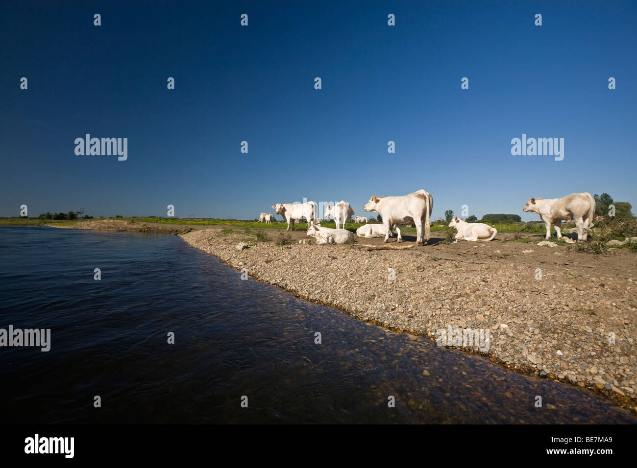 Extensive breed of Charolais cows along the Allier river side (Allier ...
