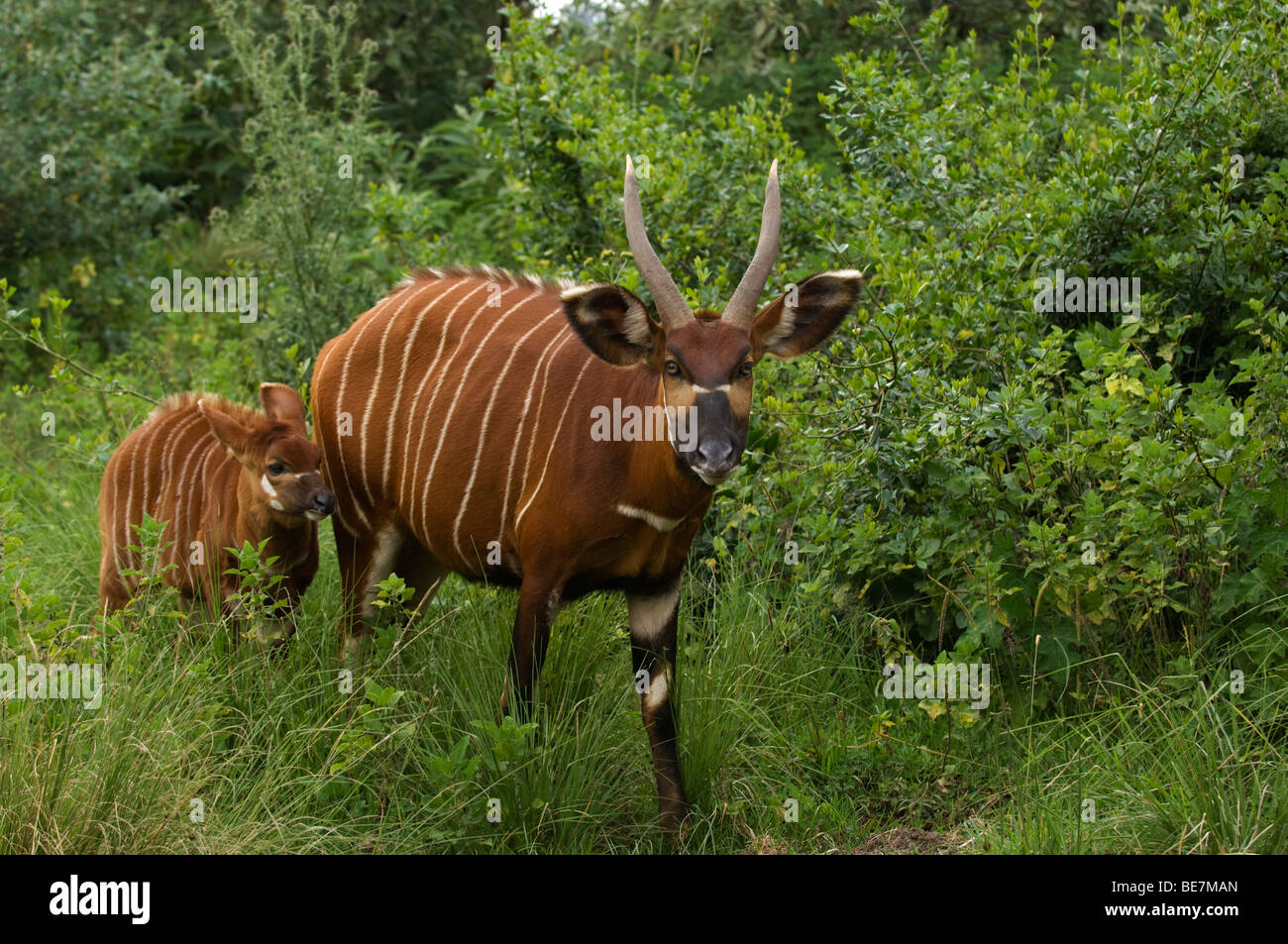 Bongo, Tragelaphus euryceros, Mount Kenya, Kenya Stock Photo - Alamy