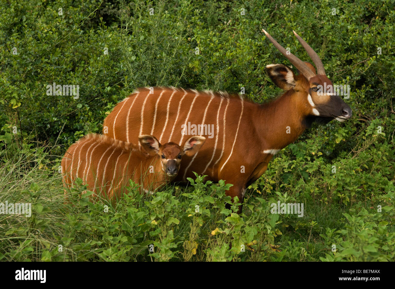 Bongo, Tragelaphus euryceros, Mount Kenya, Kenya Stock Photo - Alamy