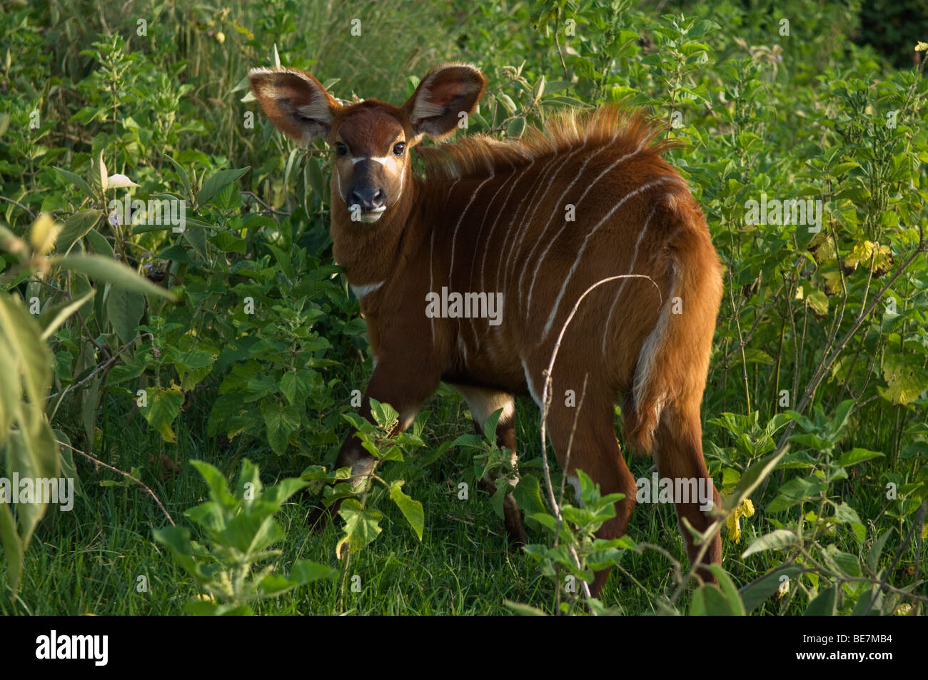 Bongo antelope kenya africa hi-res stock photography and images - Alamy
