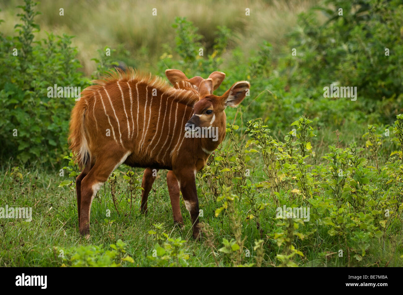 Bongo antelope kenya africa hi-res stock photography and images - Alamy