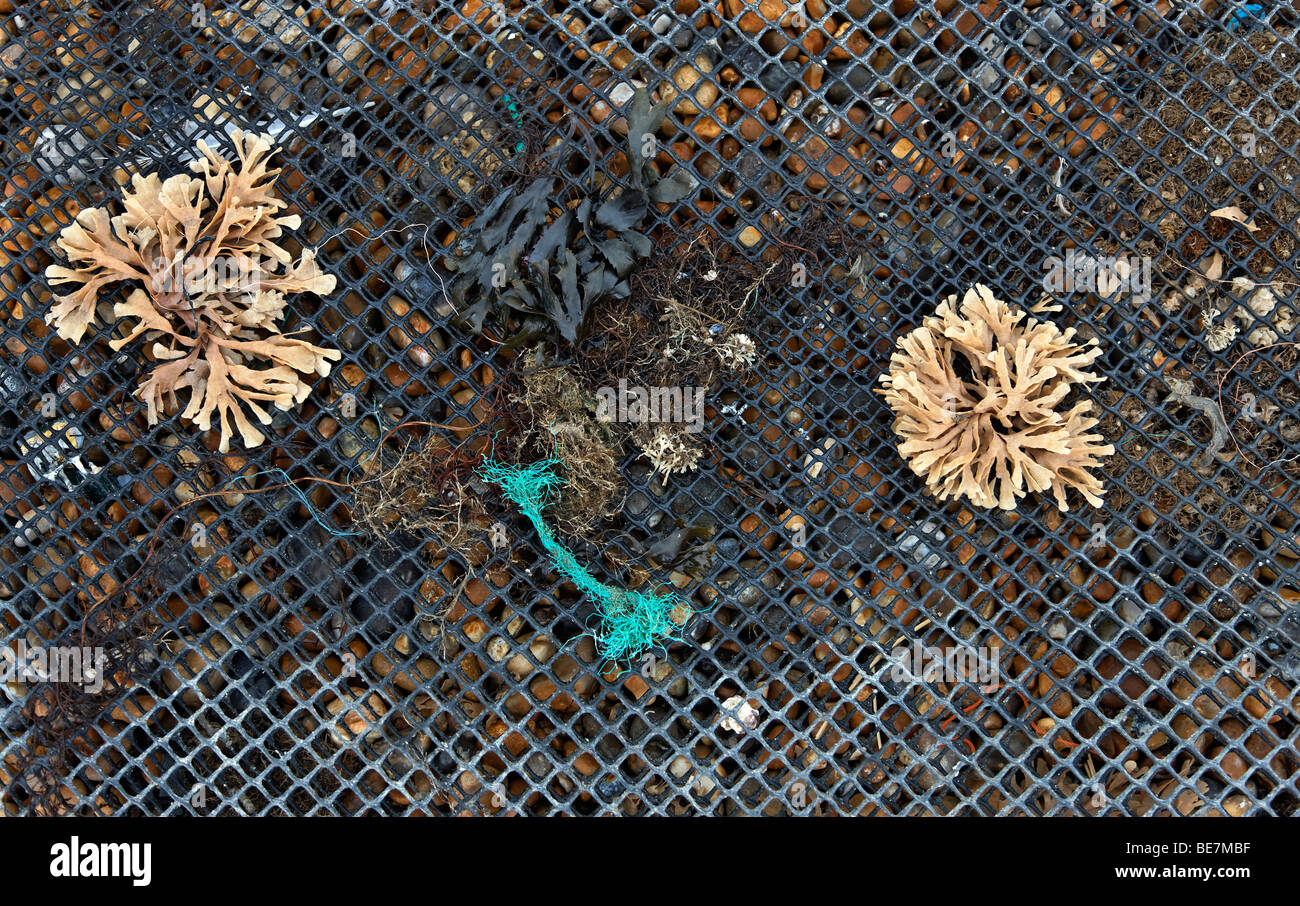 Seaweed on rope hi-res stock photography and images - Alamy