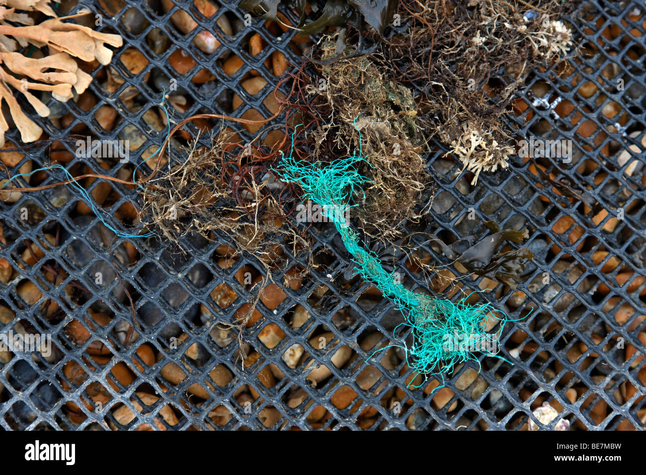 Seaweed on rope hi-res stock photography and images - Alamy