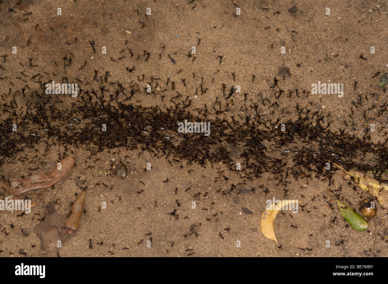 Siafu ants, Gedi ruins, Arabuko Sokoke forest, Kenya Stock Photo - Alamy