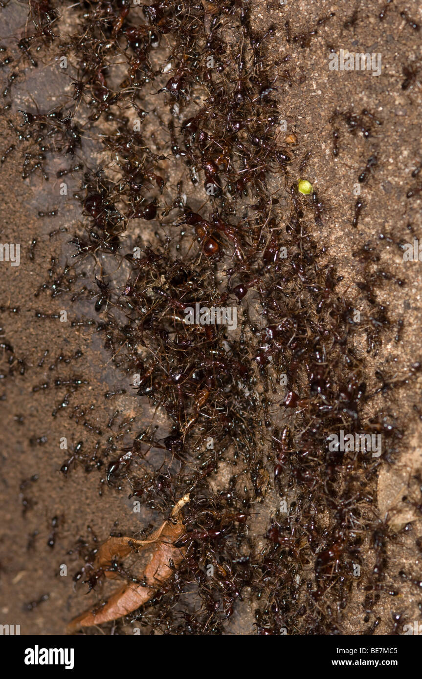 Siafu ant hi-res stock photography and images - Alamy