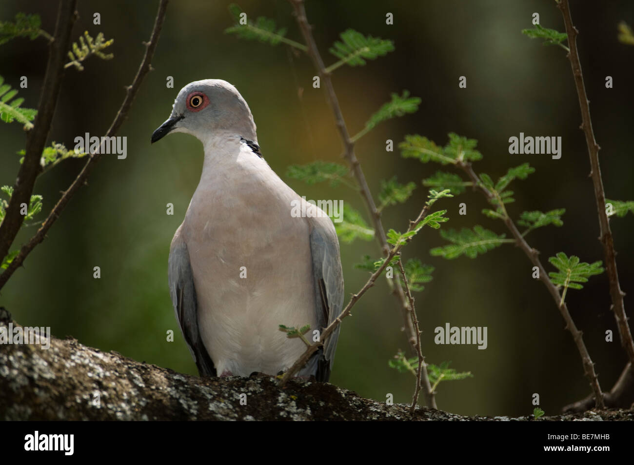African mourning dove (Streptopelia decipiens), Lake Baringo, Kenya ...