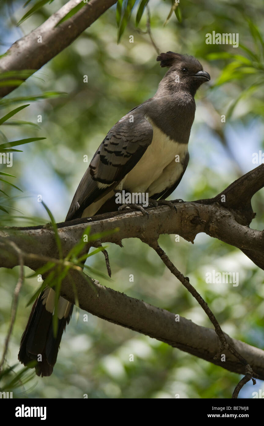White bellied go away bird ( Criniferoides leucogaster), Lake Baringo ...