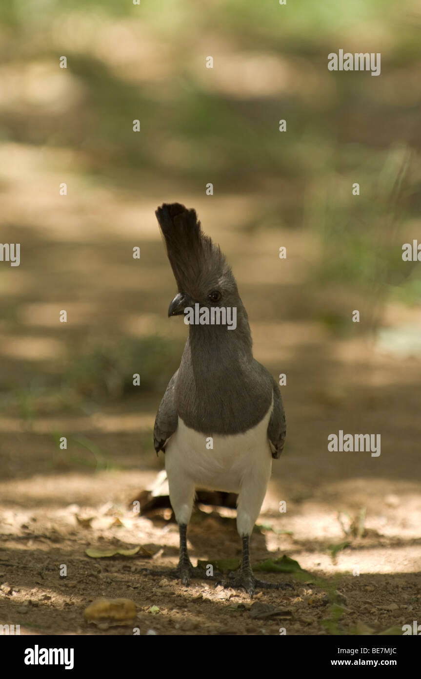 White bellied go away bird ( Criniferoides leucogaster), Lake Baringo ...