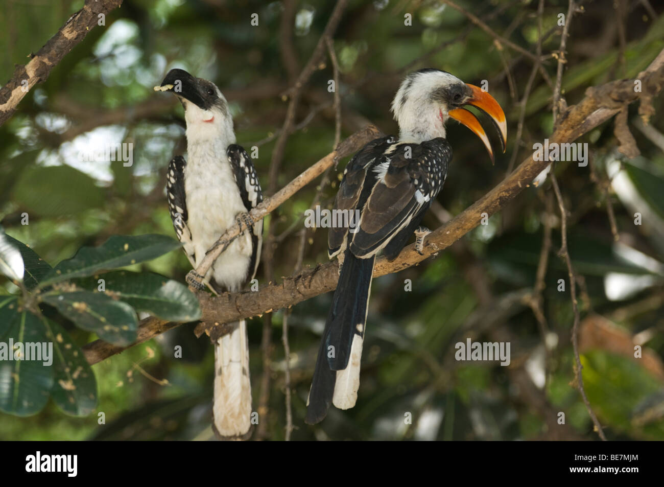 Jacksons hornbills tockus jacksoni hi-res stock photography and images ...