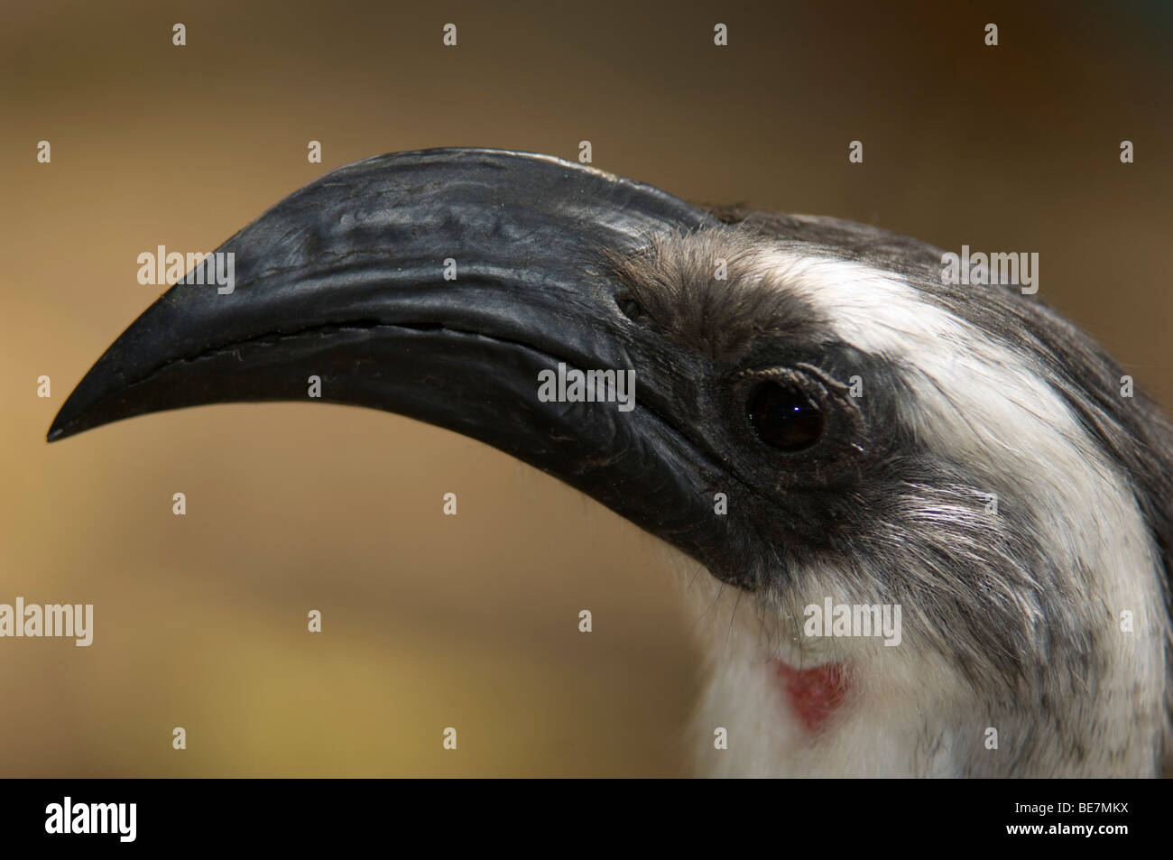 Jacksons hornbills tockus jacksoni hi-res stock photography and images ...