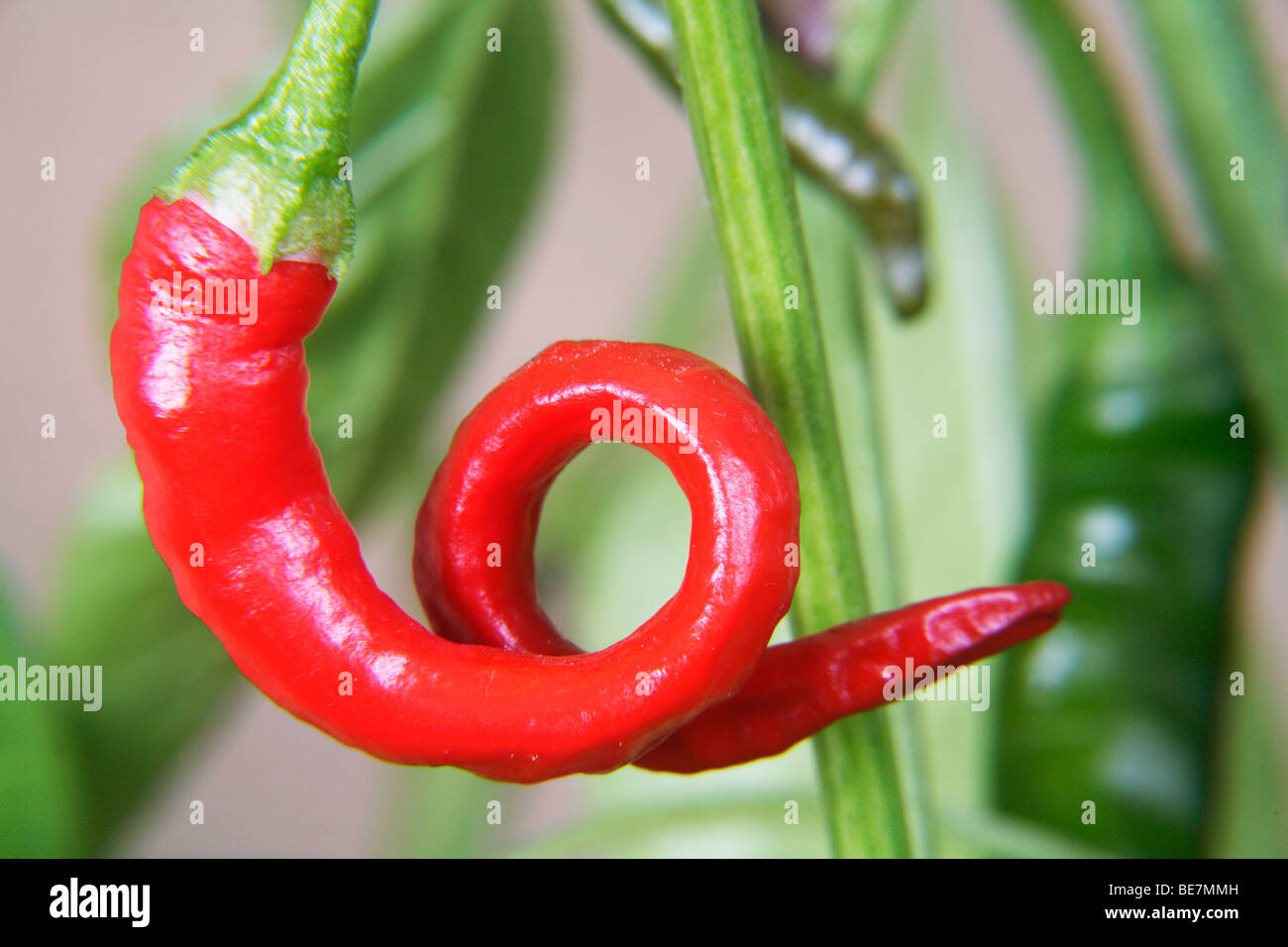 A Red Chilli Pepper Stock Photo - Alamy