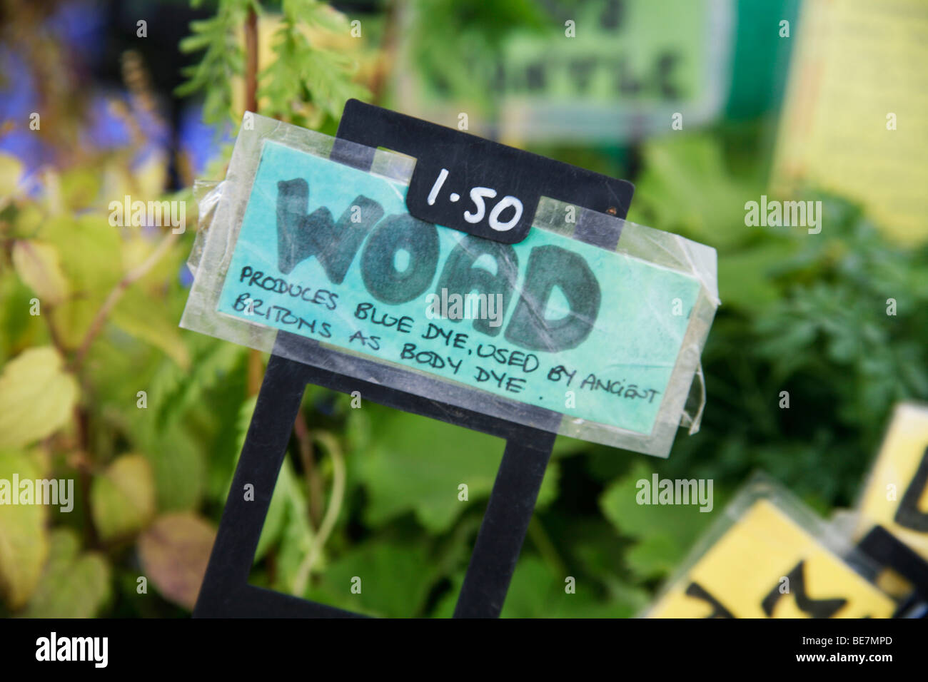Woad Plants for Sale Stock Photo - Alamy