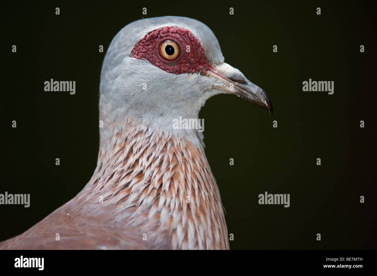 Speckled pigeon hi-res stock photography and images - Alamy