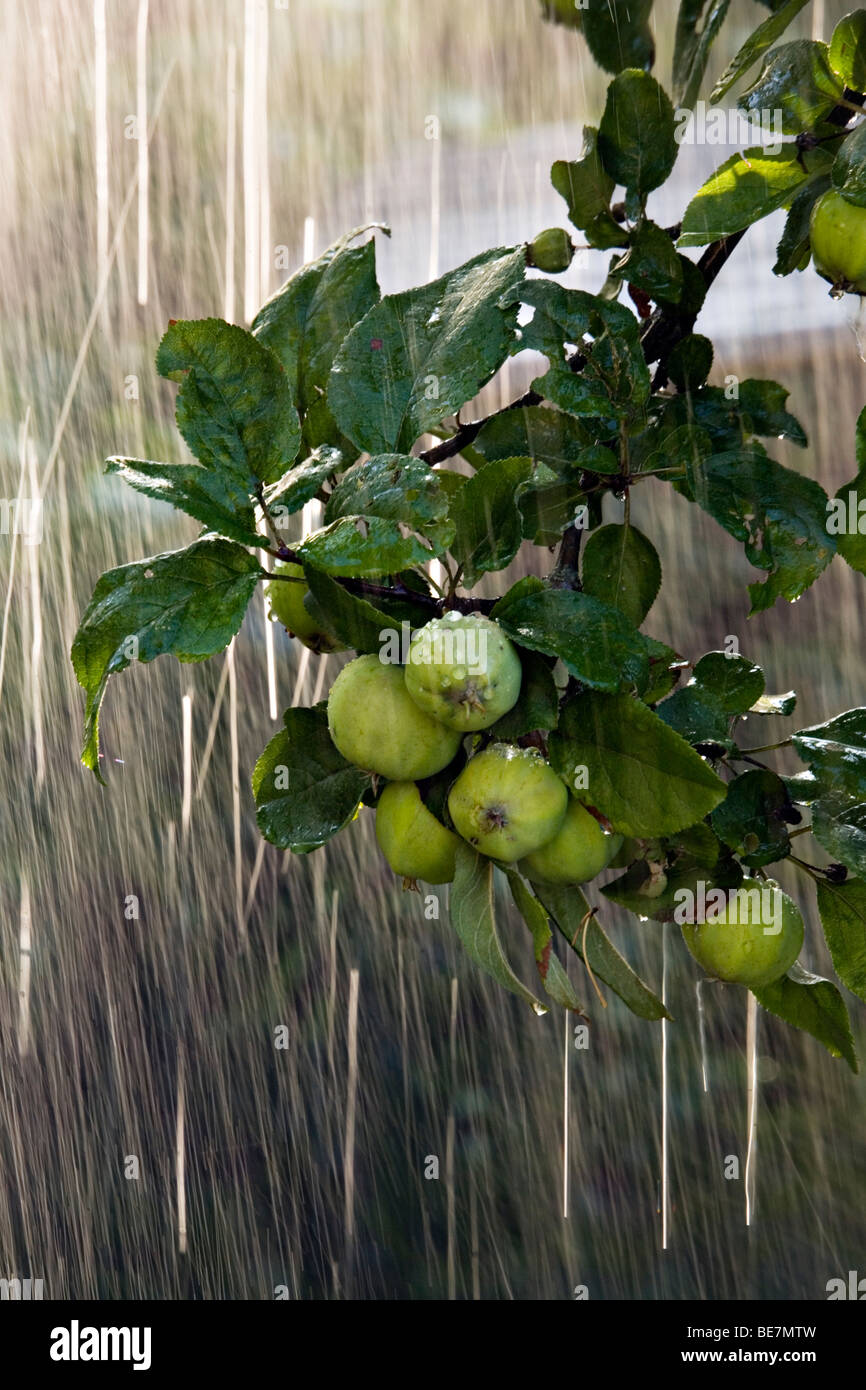 Apple falling tree hi-res stock photography and images - Alamy