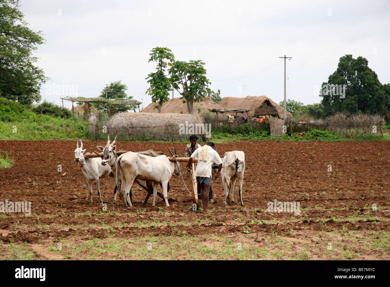 Farmers plough their field in rural Karnataka in South India. The ...