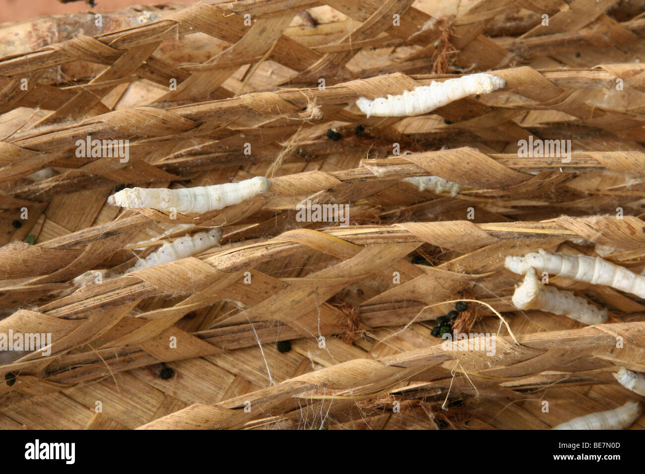 Silkworms on a straw frame in rural Karnataka in South India. The ...