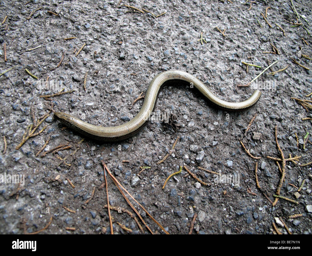 Slow Worm Anguis fragilis Stock Photo - Alamy