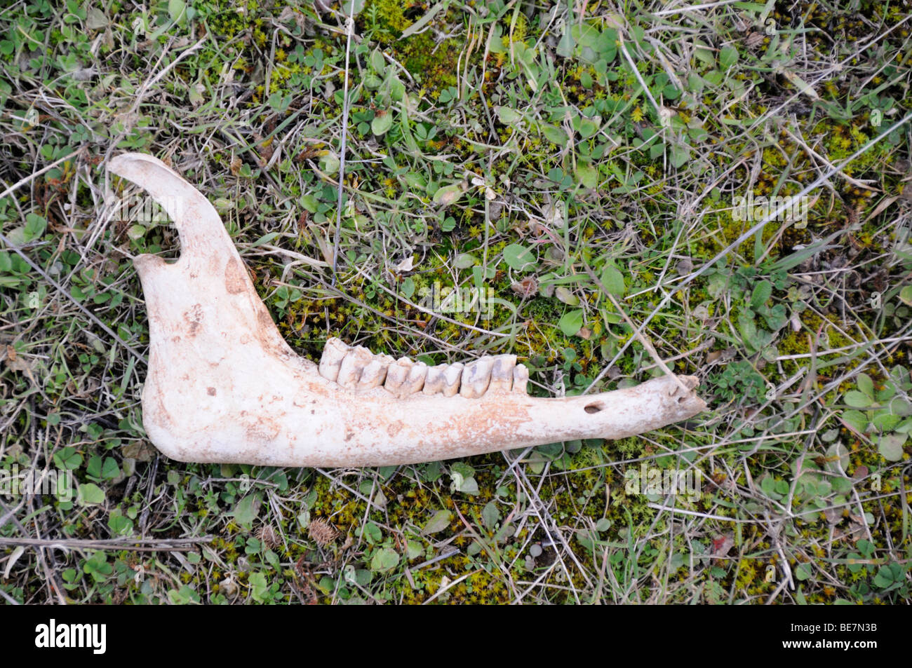 Animal jaw bones hi-res stock photography and images - Alamy