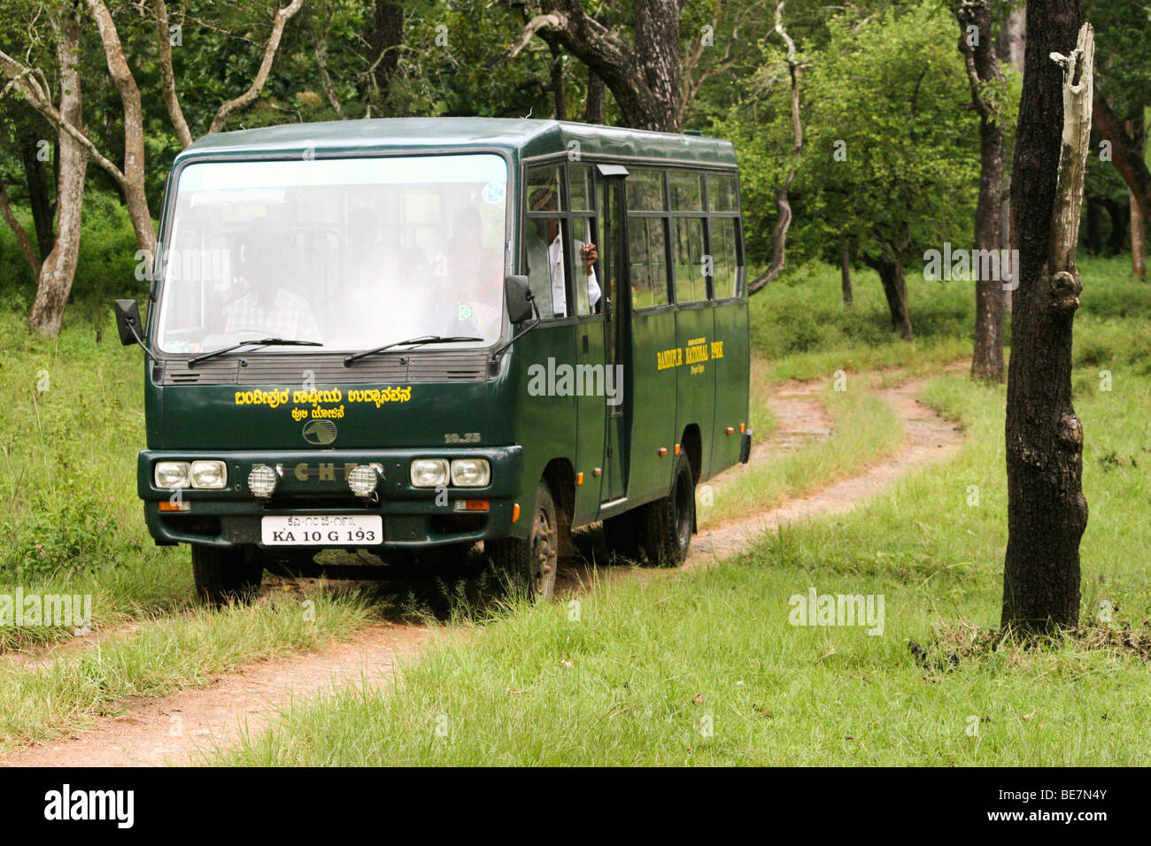 A green safari bus drives through Bandipur National Park in India. The ...