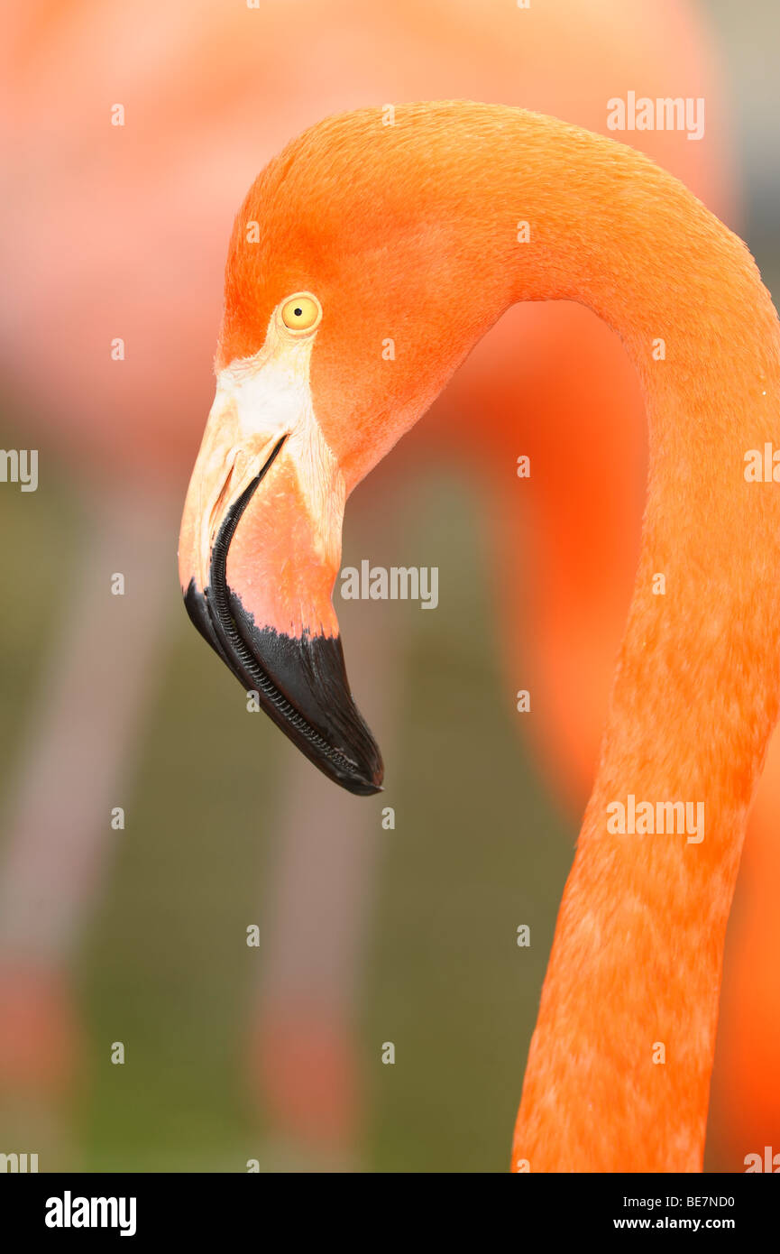 Flamingo close up hi-res stock photography and images - Alamy