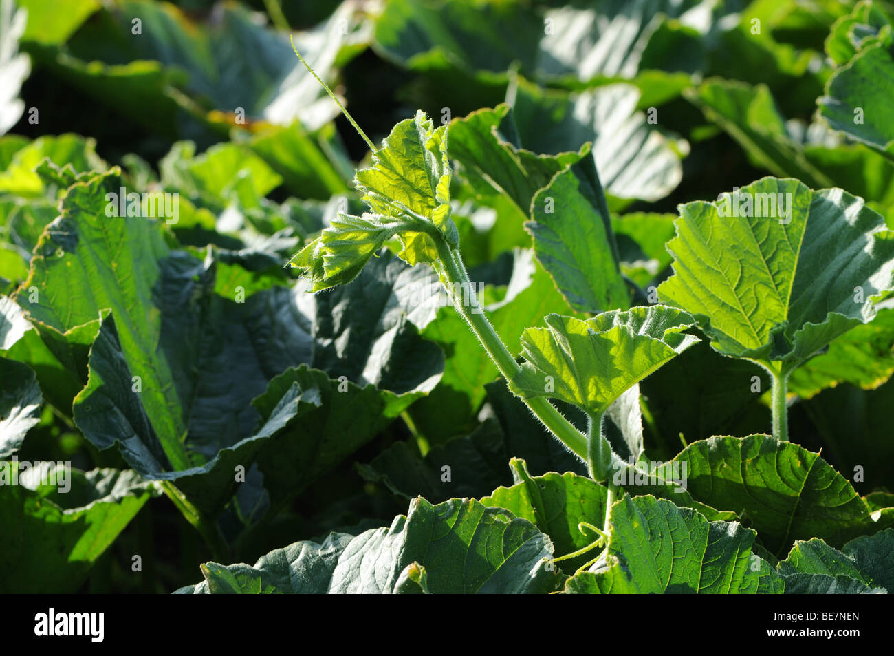 Courgette leaves hi-res stock photography and images - Alamy