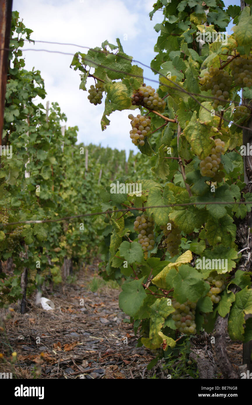 German vineyard hot hi-res stock photography and images - Alamy