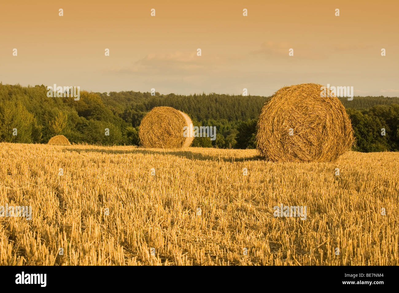 Sheaves of wheat hi-res stock photography and images - Alamy