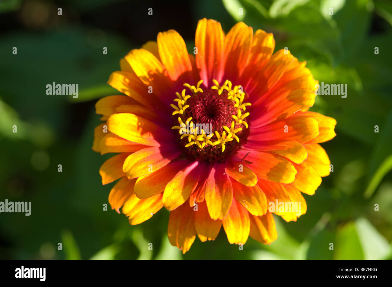 Cooperative extension hi-res stock photography and images - Alamy