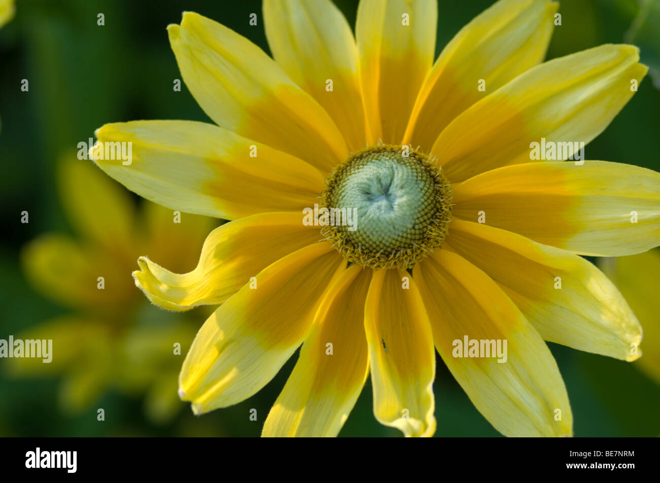 Cooperative extension hi-res stock photography and images - Alamy