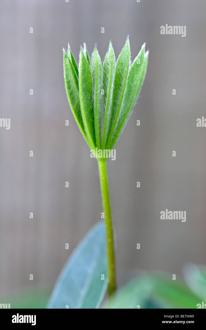 Lupin leaves hi-res stock photography and images - Alamy