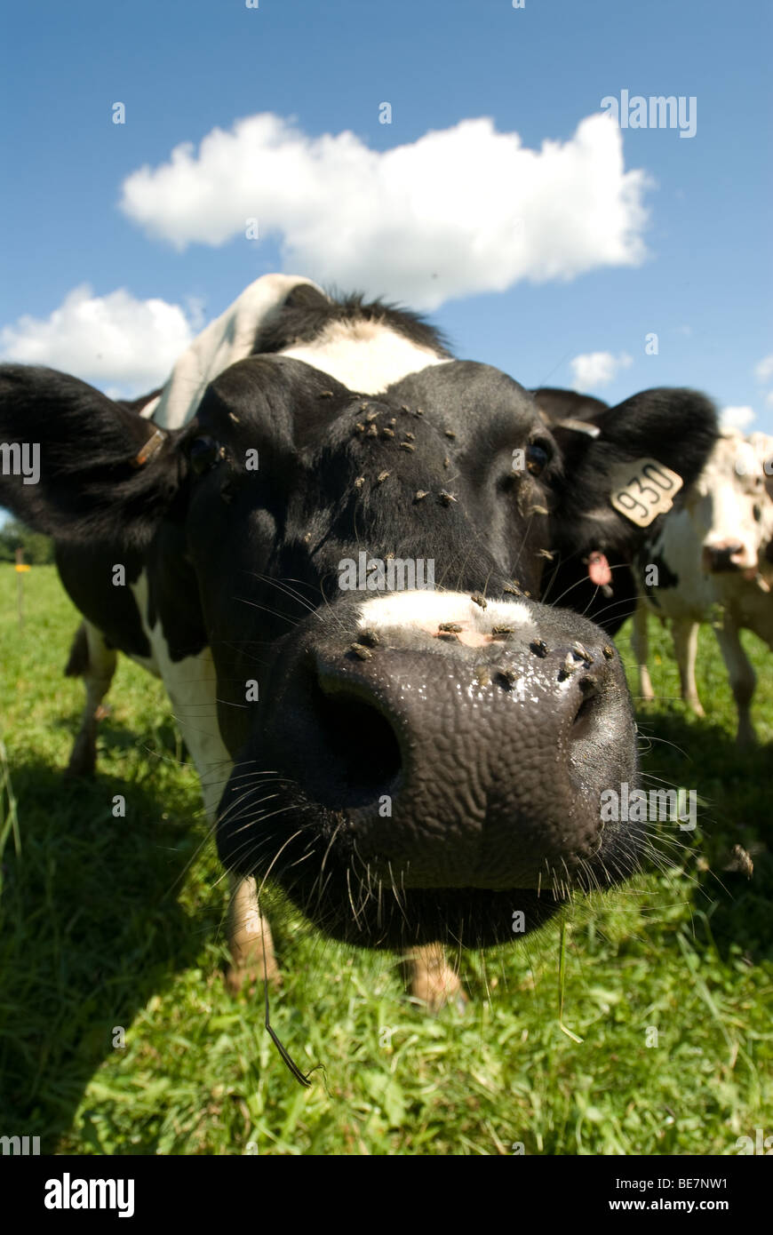 Close up of Cow Stock Photo - Alamy