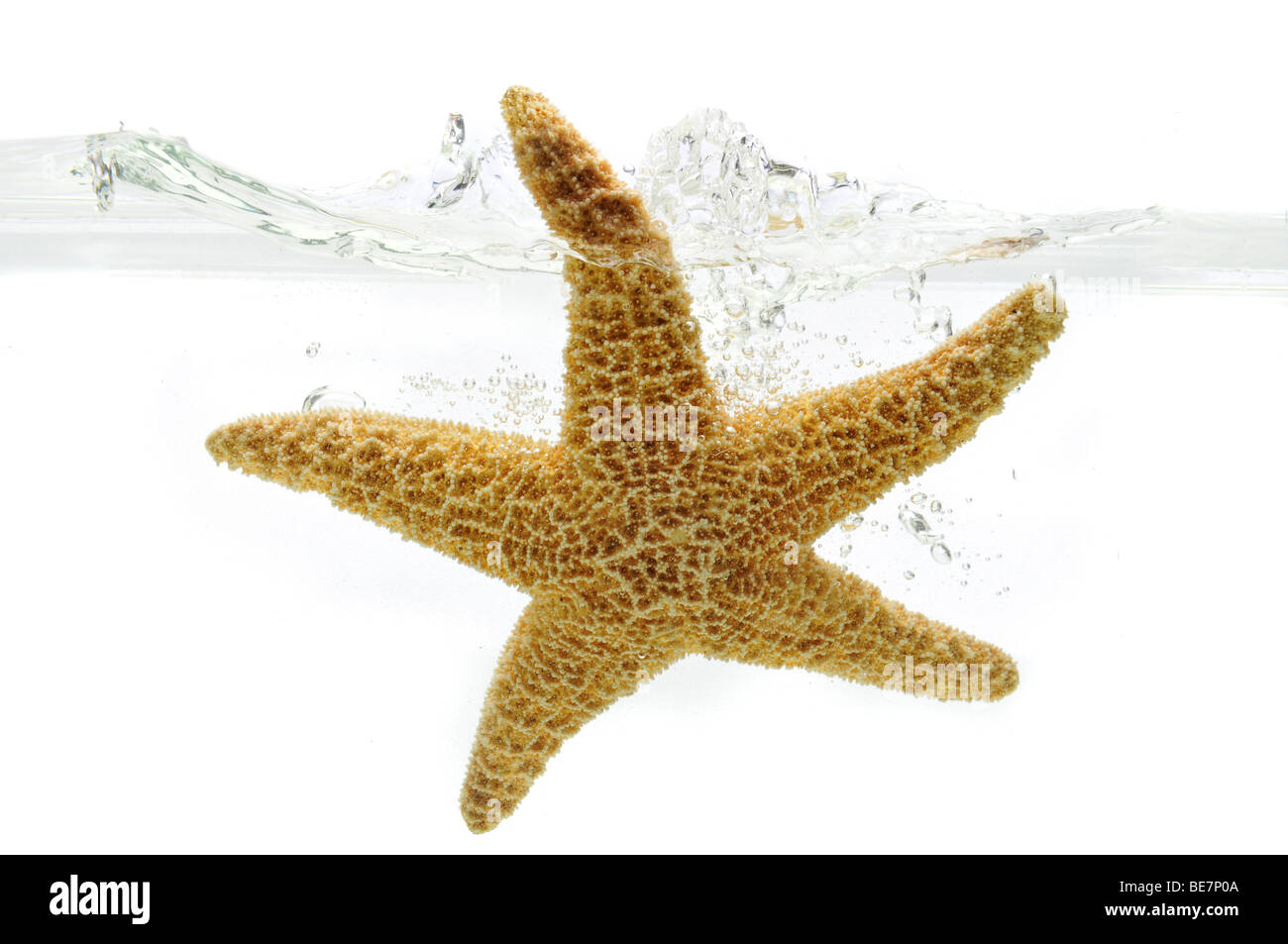 Starfish with water splashes isolated against a white background Stock ...
