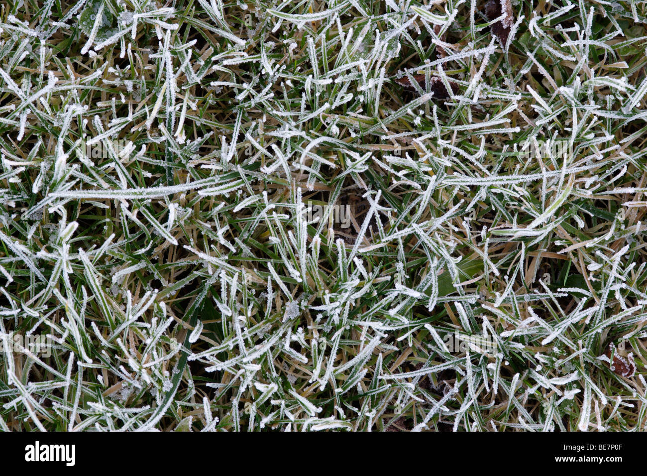 Frost covered grass close up Stock Photo - Alamy
