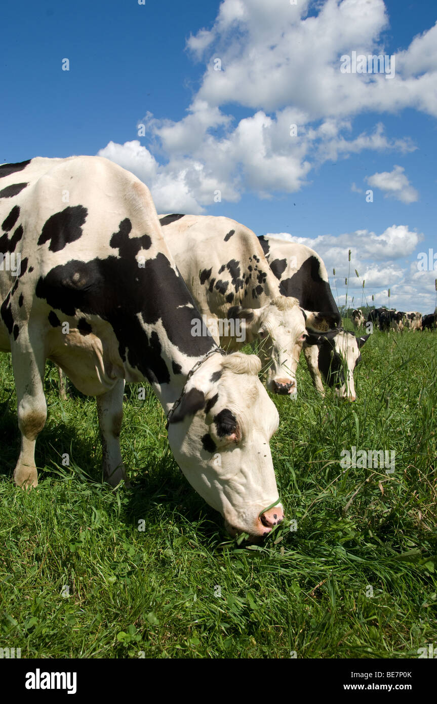 Grazing cows hi-res stock photography and images - Alamy
