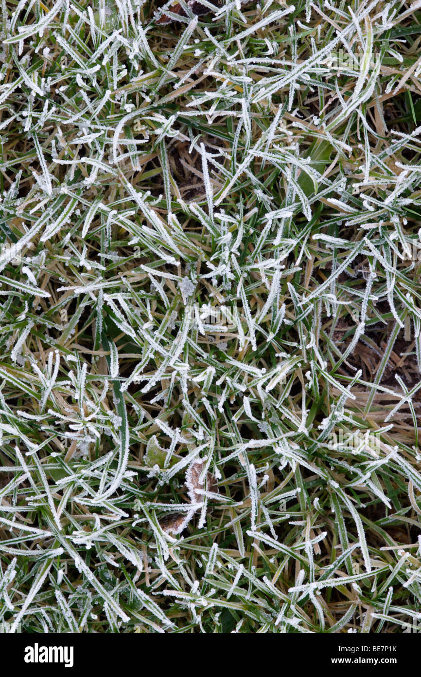 Frost covered grass close up Stock Photo - Alamy