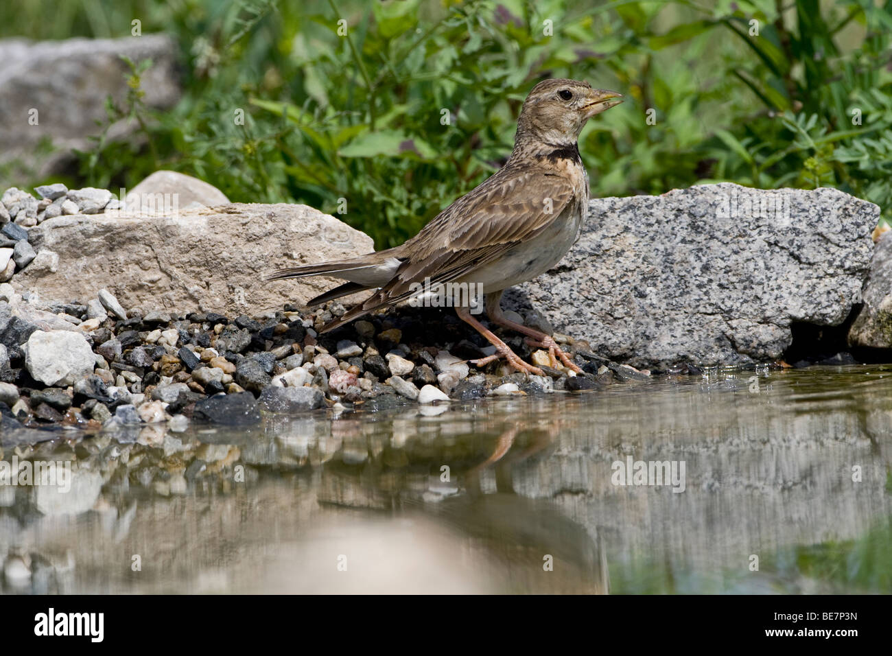 Calandra Lark (Melanocorypha calandra) perching by water Stock Photo ...