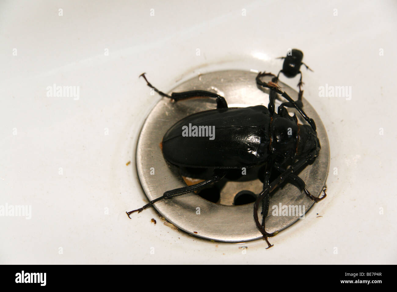 A beetle blocks a plug hole in rural Karnataka in South India Stock ...