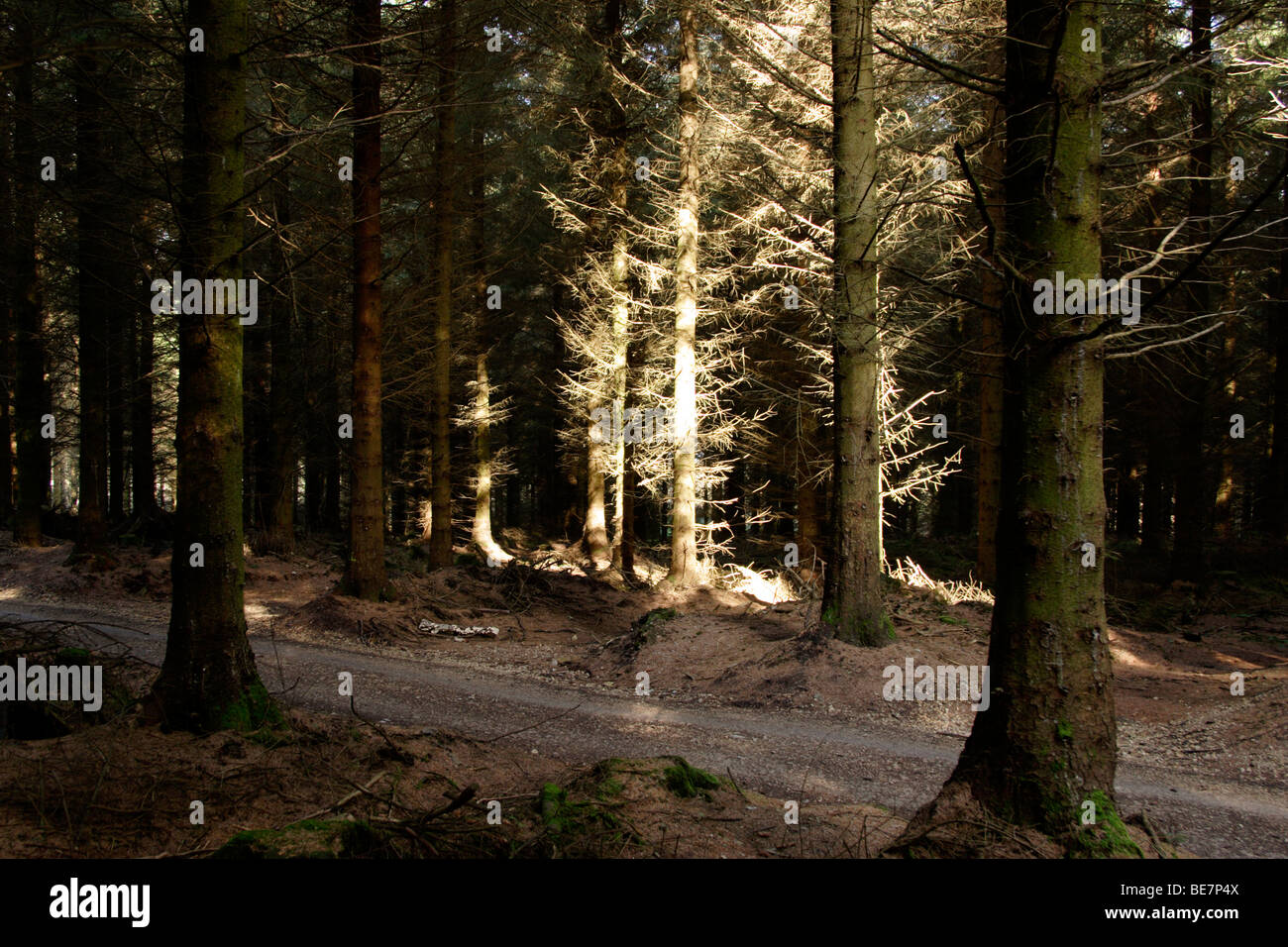 Sunlight falling on single pine tree in coniferous woodland, Wales, UK ...