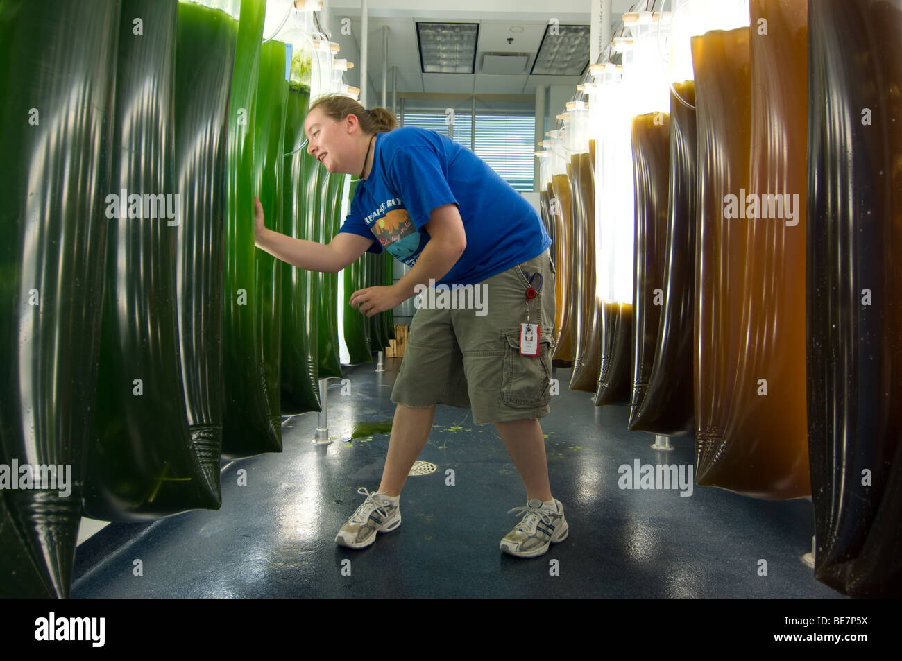Crab breeding at COMB in Baltimore Stock Photo - Alamy