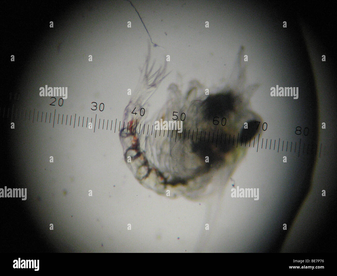 Crab breeding at COMB in Baltimore Stock Photo - Alamy